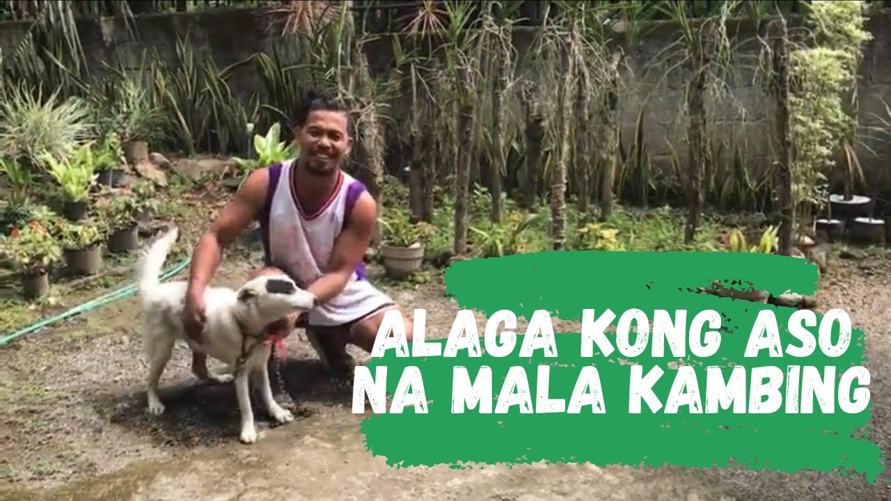 ANG ALAGANG KONG ASO NA MALA KAMBING | LIFE | CHEF NARDZ VLOGS - YouTube