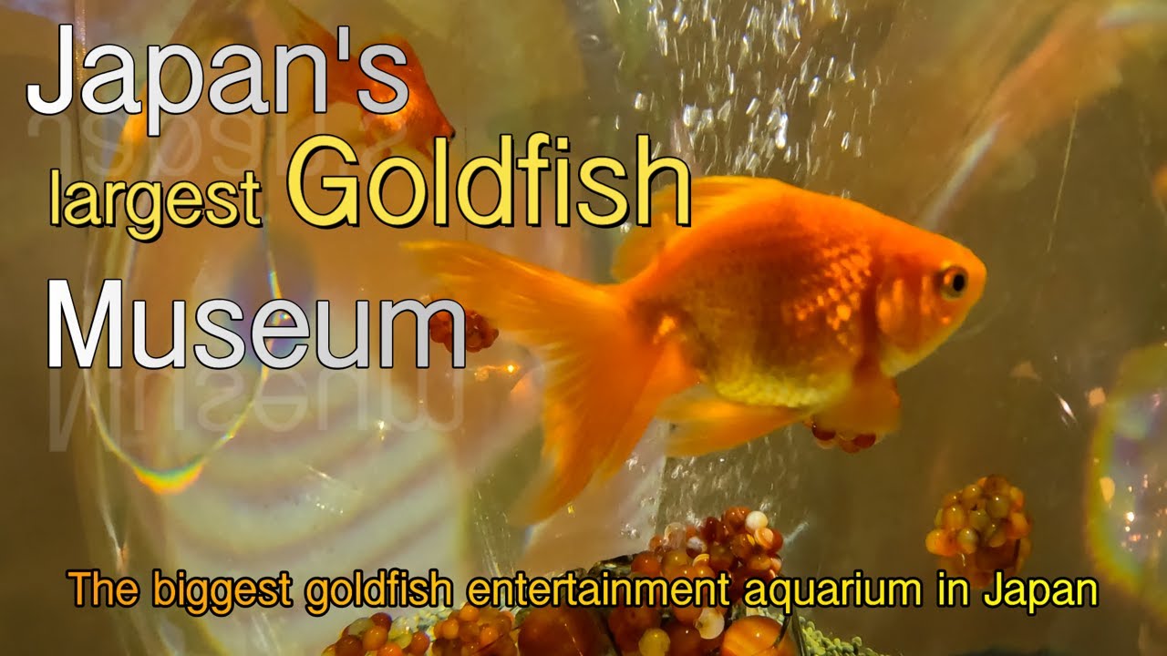 Japan's Largest Goldfish Museum | Nara Kingyo Museum #japantravel # ...