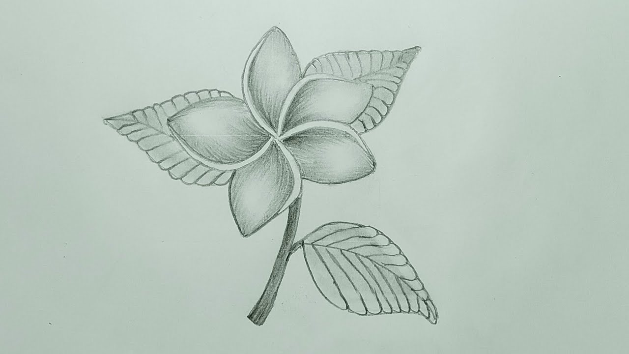 How to draw Jasmine flower drawing with pencil sketch - YouTube