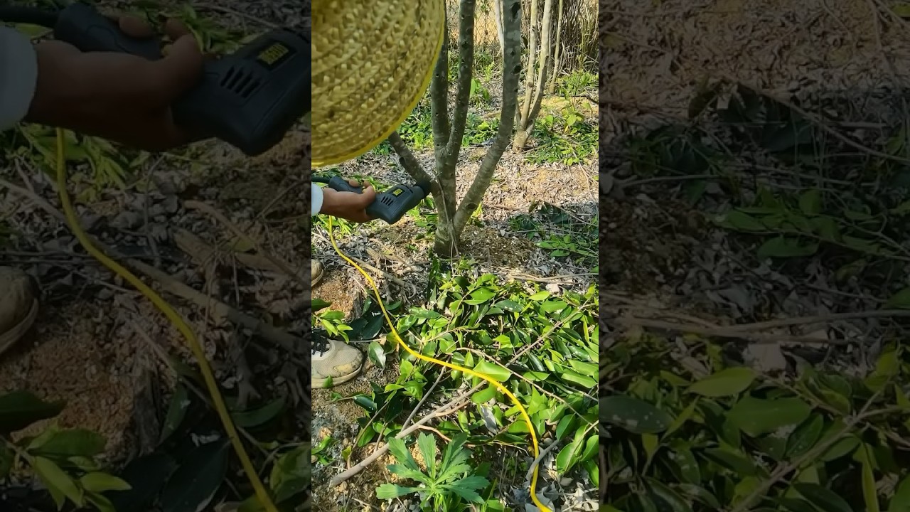 Chinese Kynam Agarwood tree #agarwood #agarwoodtree #沉香 #奇楠沉香 #shorts 給 ...