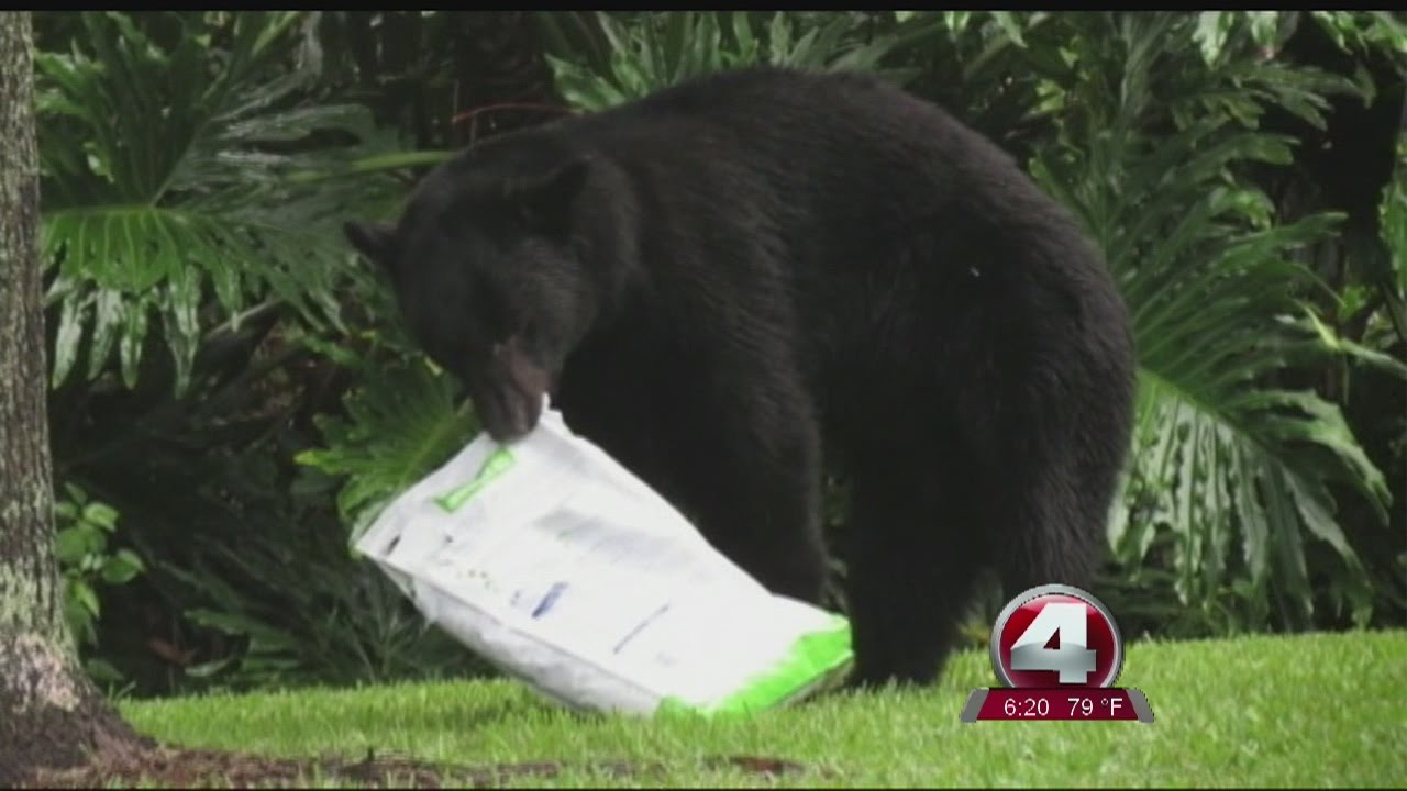 Bear eats 20 pounds of dog food in backyard - YouTube