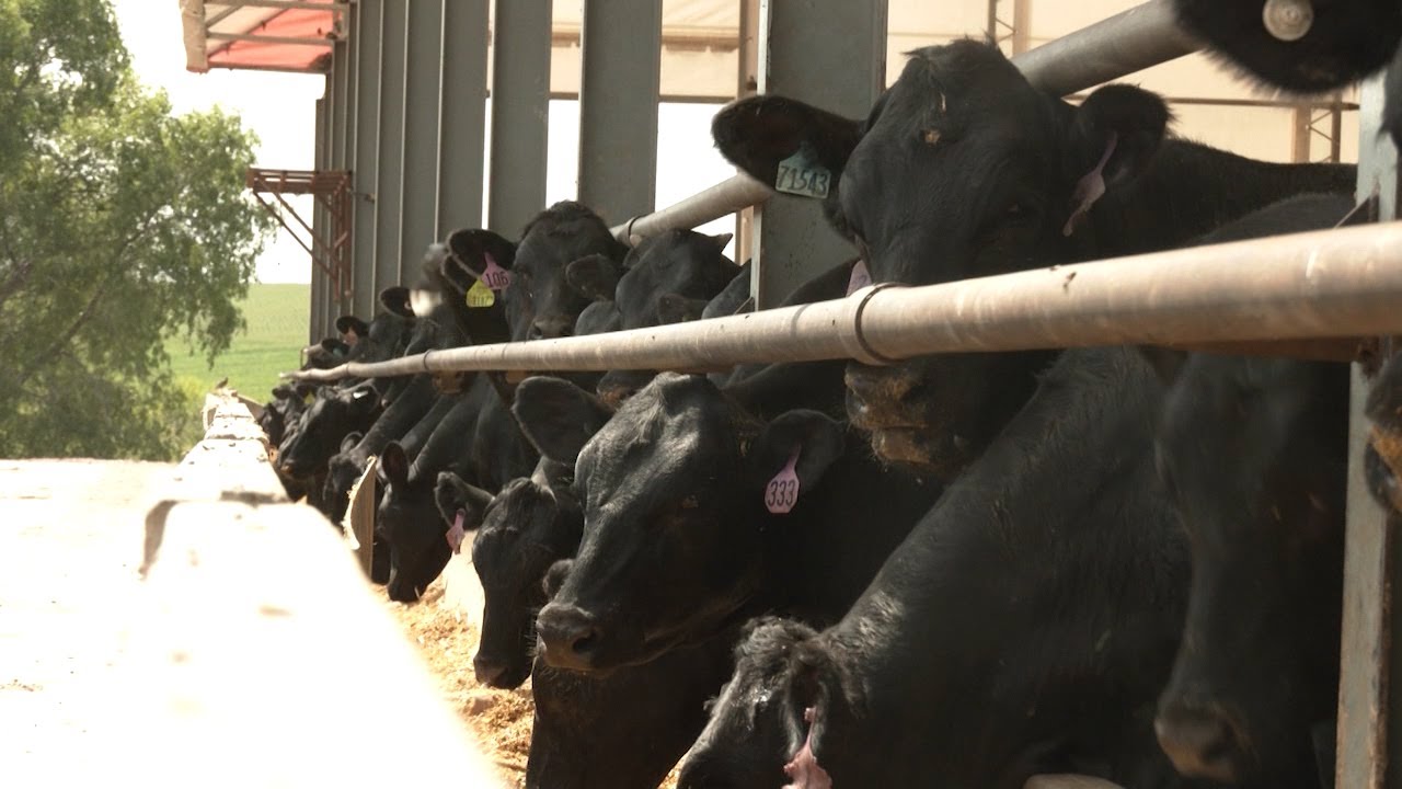 AgweekTV: Beef on Dairy Crossed Cattle - YouTube