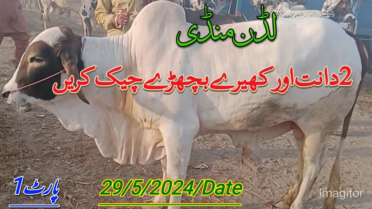 Ludan Mandi 2dant our khery bachry of online mandi saim cattel - YouTube