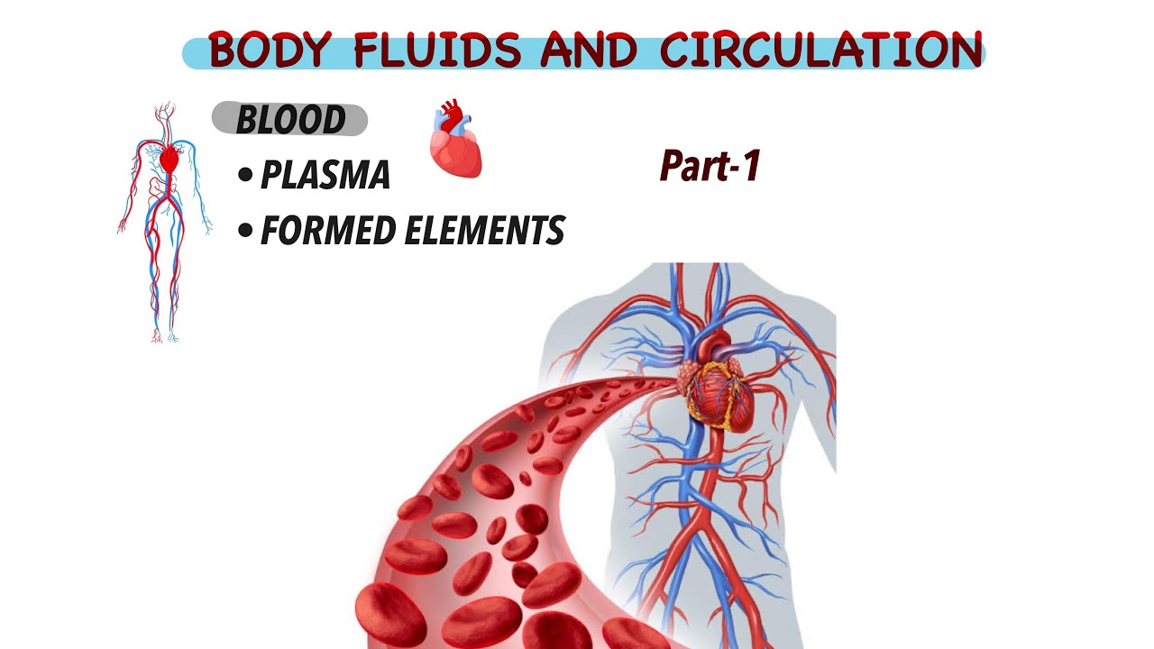 Body Fluids and Circulation | Part - 1 | BLOOD | NEET | CBSE - YouTube