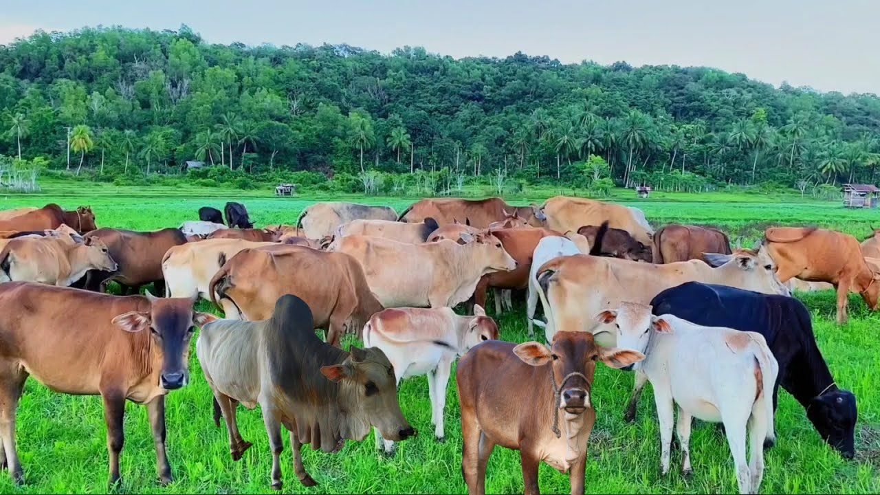 Sapi Lembu Berkerumunan Di Sawah | Suara Sapi Moo | Sapi Gemuk Gemuk ...