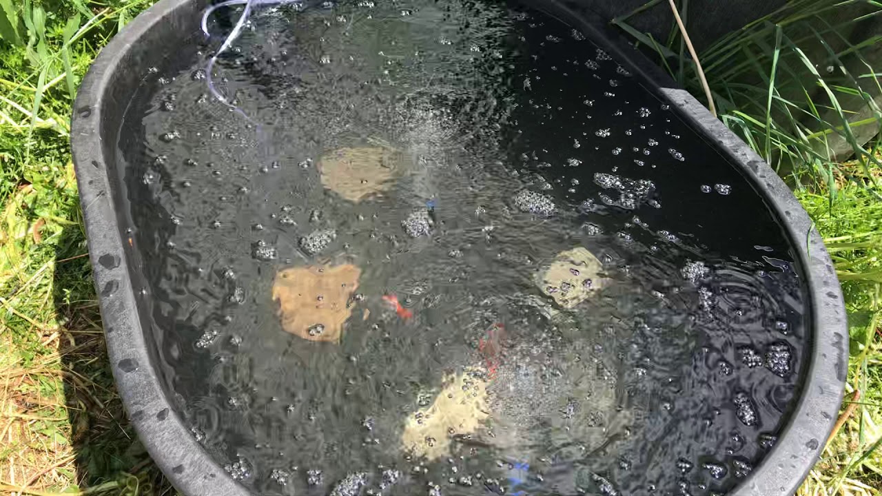 Setting up outdoor goldfish pond!! - YouTube