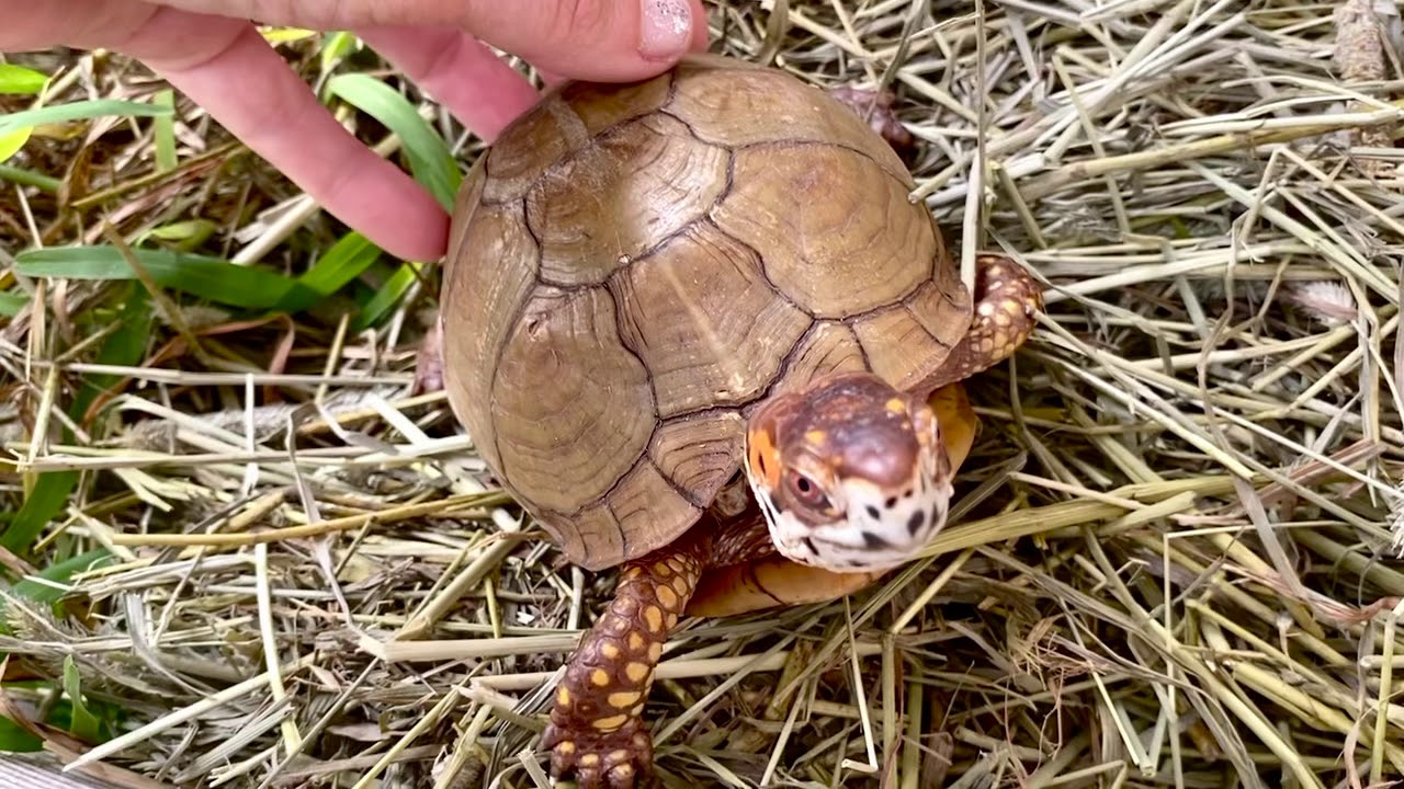 Brave Texas box turtle comes out of his shell - YouTube