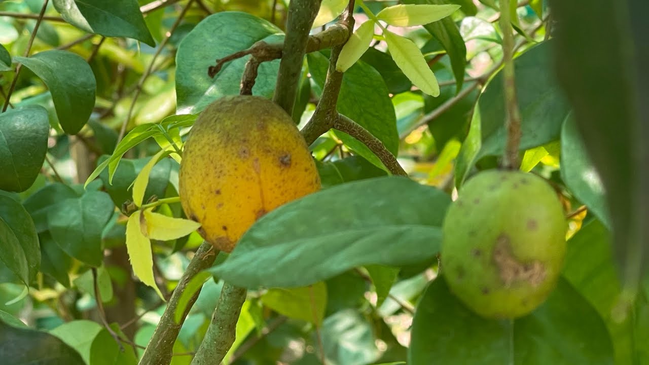Homegrown Tropical Fruit Snacks From The Garden - YouTube