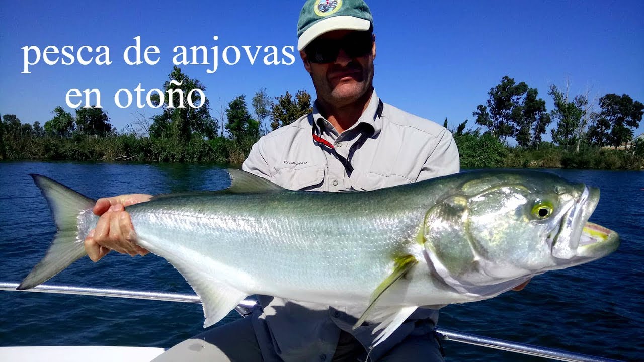 pesca de anjovas en otoño - YouTube