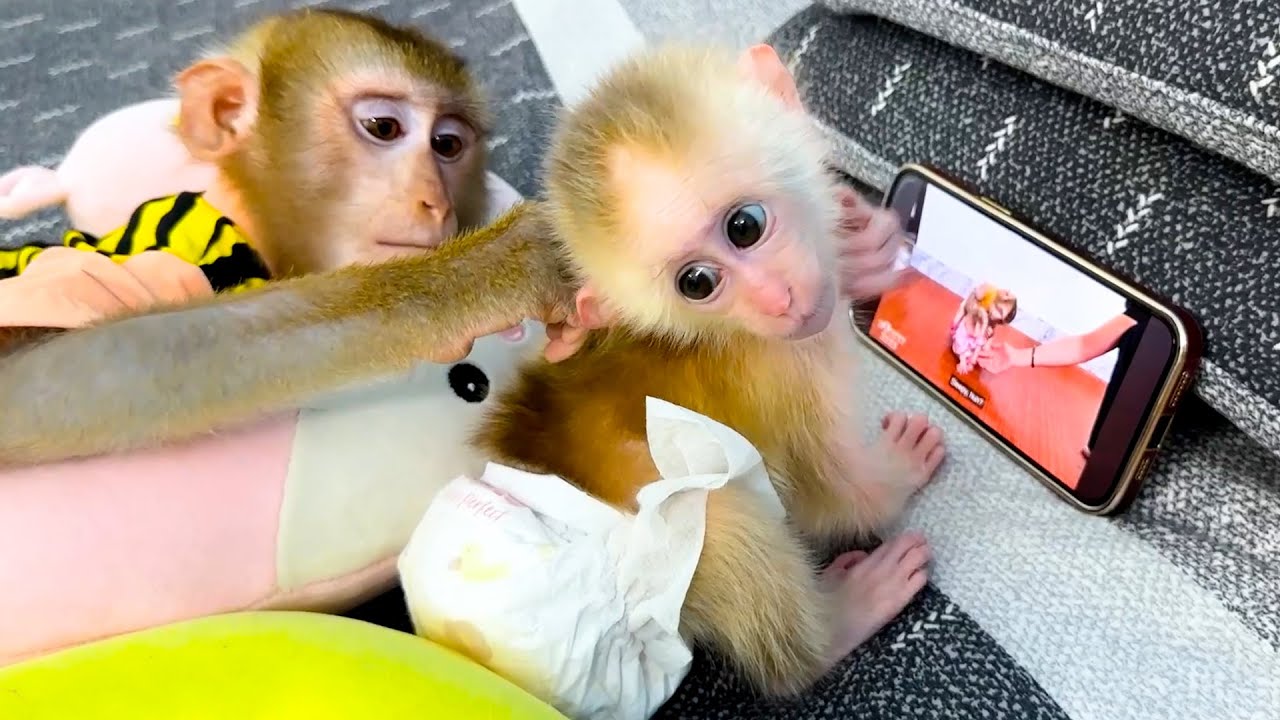 Baby monkey Mit was curious when saw Monkey Kaka appear on the phone ...