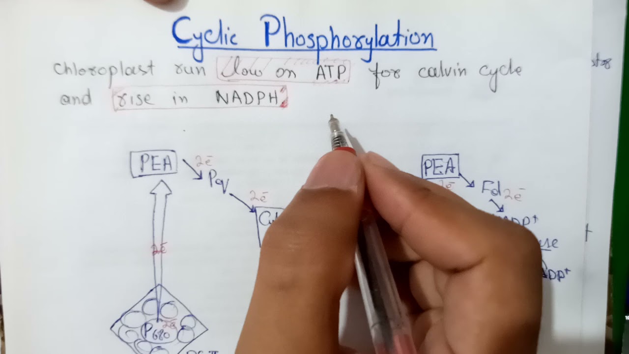 cyclic phosphorylation - YouTube