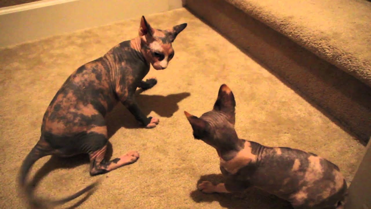 Best Sphynx cat FIGHT! Greatest Hits! - YouTube