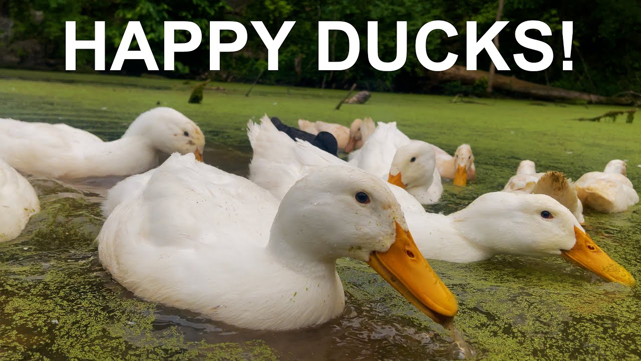 Happy Ducks Swimming In The Pond & Eating Duckweed - YouTube
