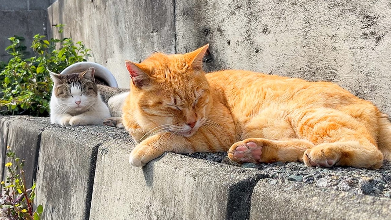 A Tourist Spot… with So Many Cats!? Visiting Enoshima’s Cat Island and ...