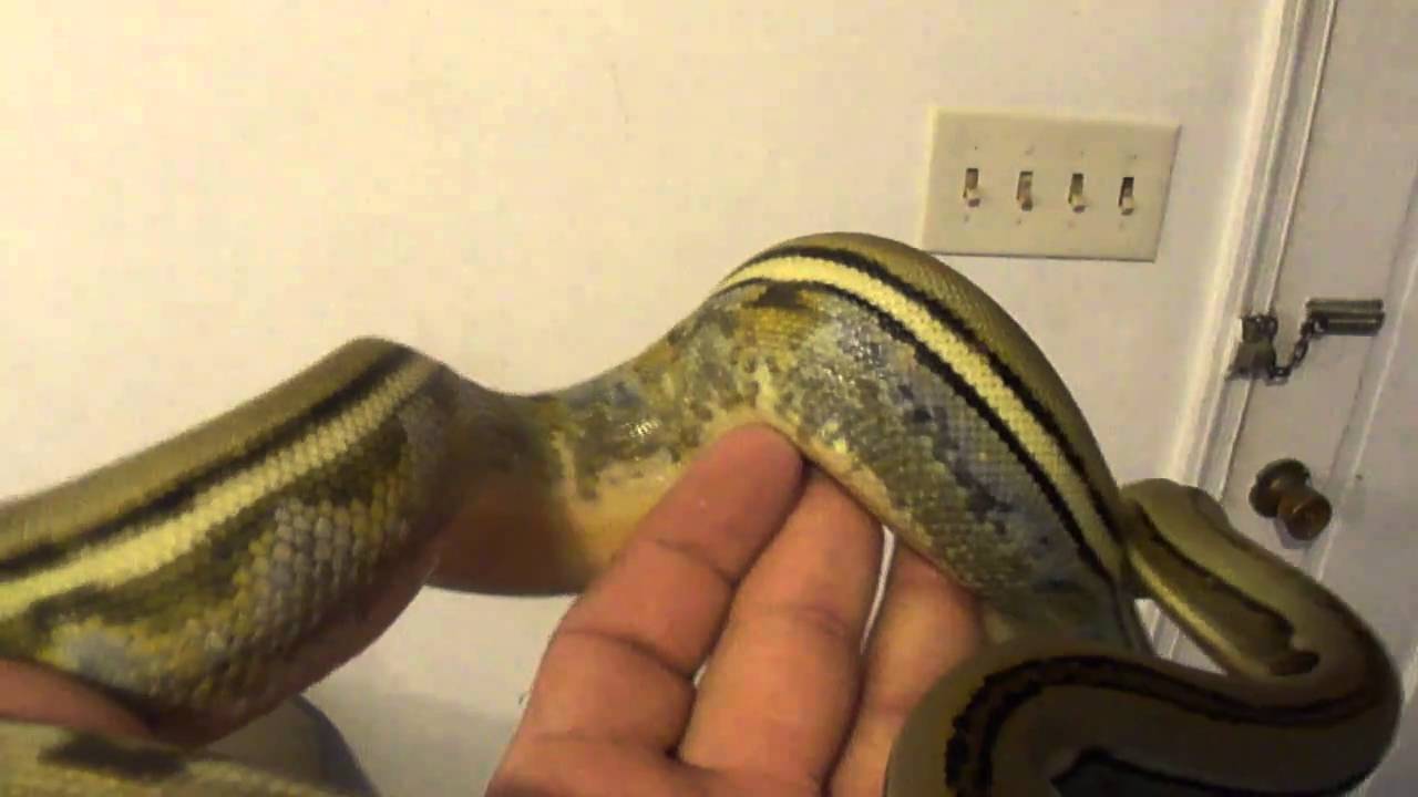 Genetic Striped Retic - YouTube