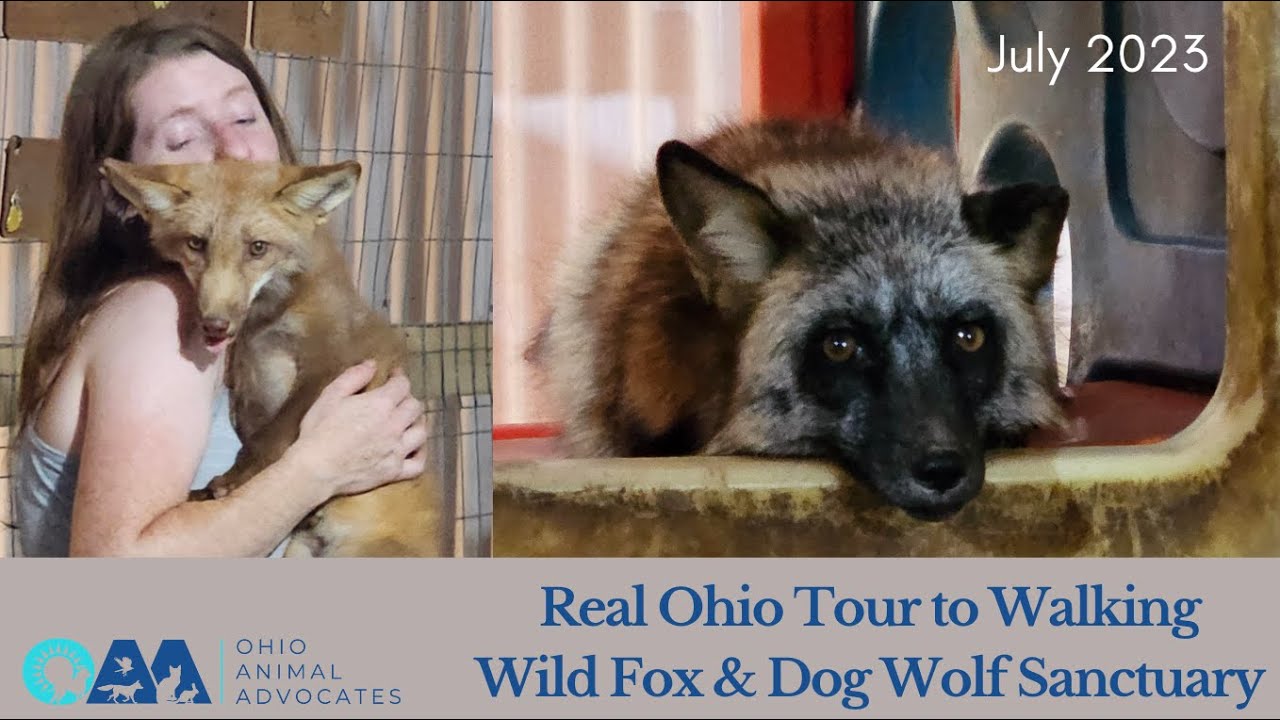 2023 Visiting Walking Wild Rescue! | Real Ohio Tours - YouTube