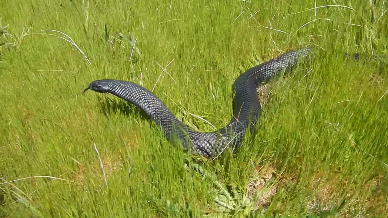 Snake bite, angry black snake bites my camera - YouTube
