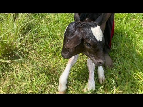 MUTANT/DEFORMED ANIMALS. #farming #farmlife #animals - YouTube