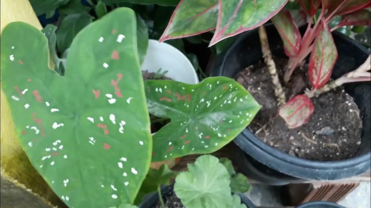 PLANTAS DE SOMBRAS DO MEU JARDIM QUINTAL. PARTE I. - YouTube