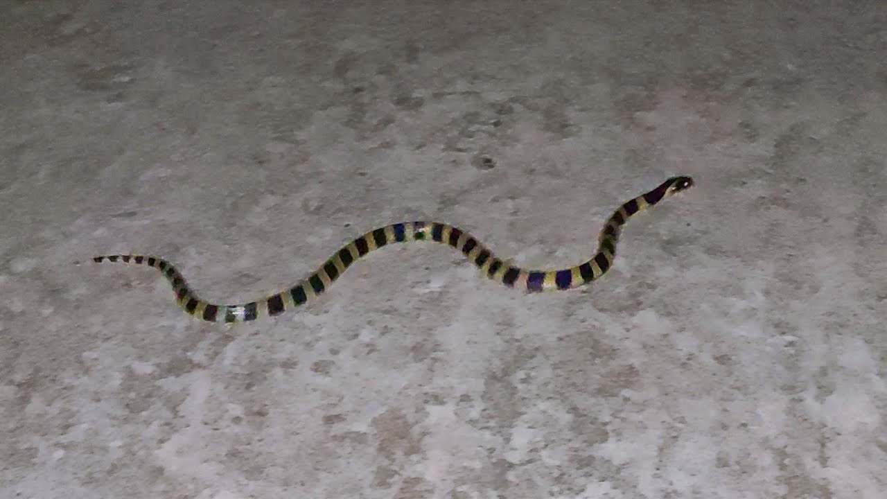 The Banded Krait || Bungarus Fasciatus || Is A Highly Venomous Species ...