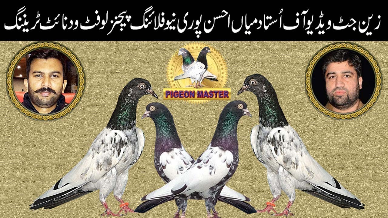 Brother Zain Jutt Showing Mian Ahsan Rasheed Puri New Flying Pigeon ...