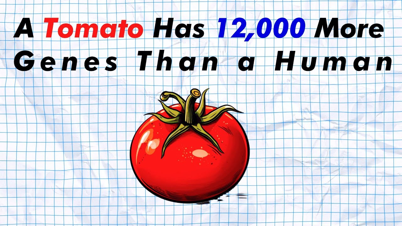 Why Tomatoes Have More Genes Than Humans | Surprising Genetics ...
