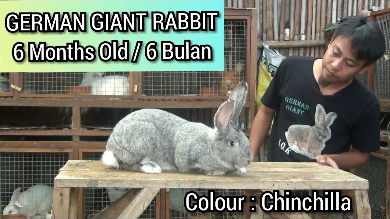 GERMAN GIANT RABBIT 6 MONTHS OLD II GG USIA 6 BULAN - YouTube