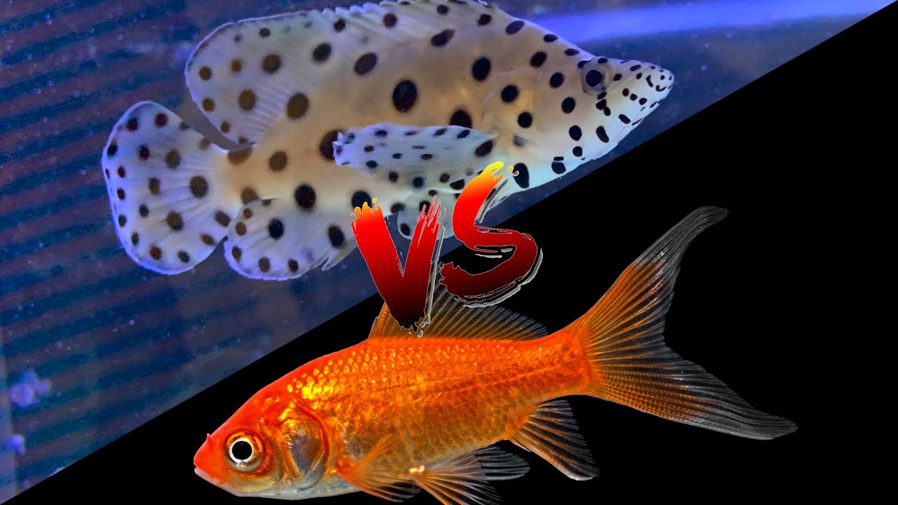Panther Grouper VS Goldfish!! WHO WILL WIN!!!! - YouTube