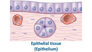 Epithelial tissue (Epithelium)-Part: 1. Prof. Dr. Md. A... | Doovi