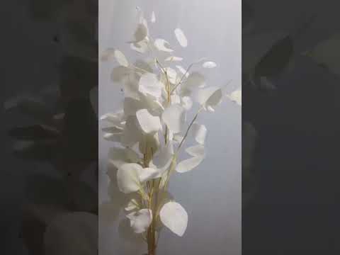 How To Bleach Ferns White