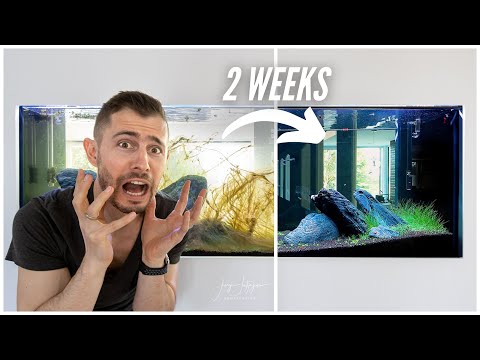 MASSIVE DIATOMS PROBLEM FIXED IN TWO WEEKS!