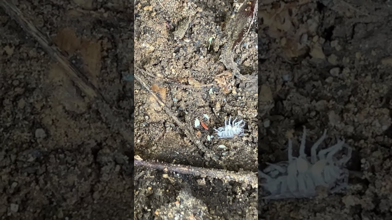 How Roly Polies Give Birth: The Pouch & Baby Mancae - Eco-savvy.blog