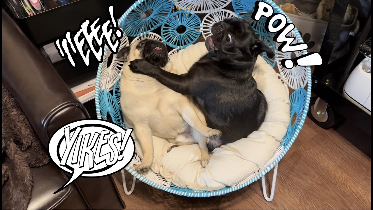 Pug fight - YouTube