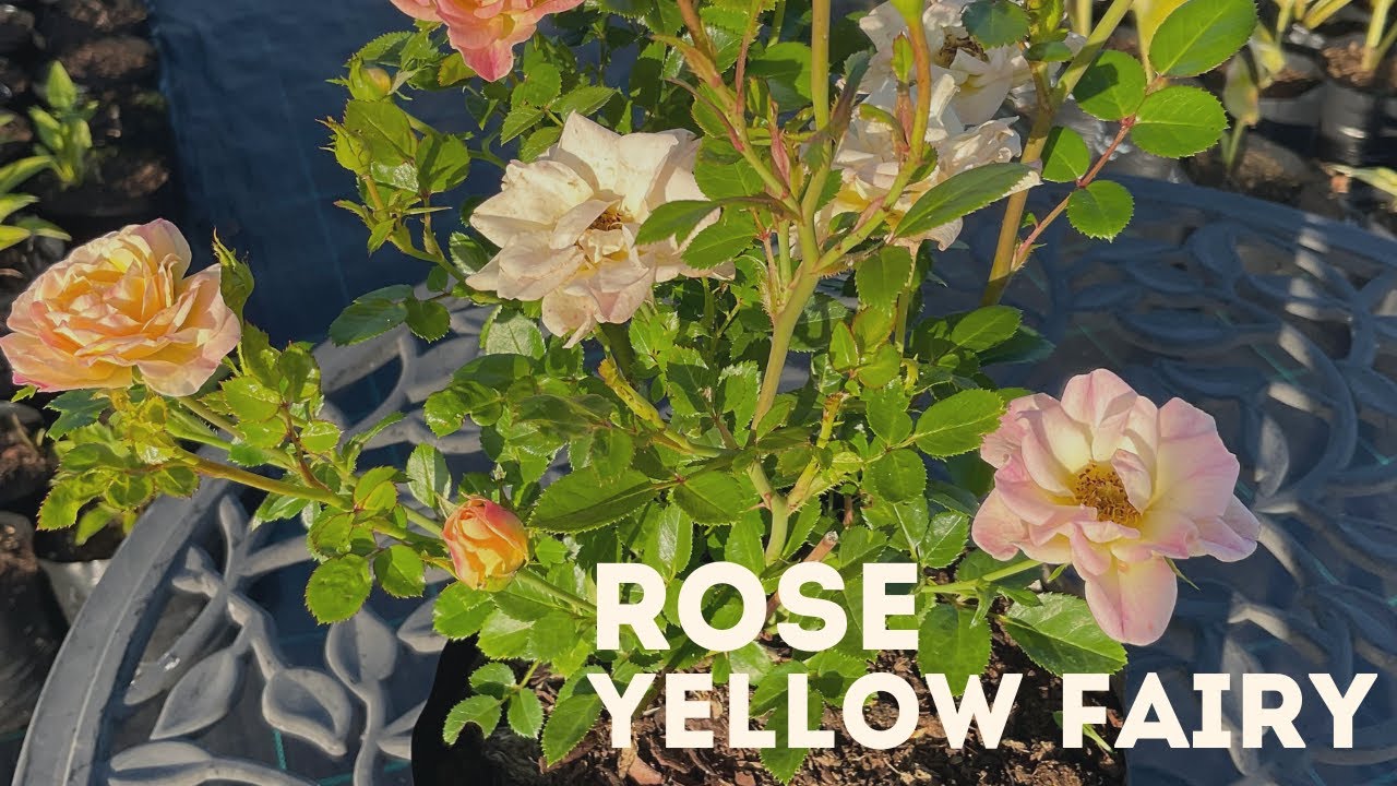 Rose - Yellow Fairy 4K - YouTube