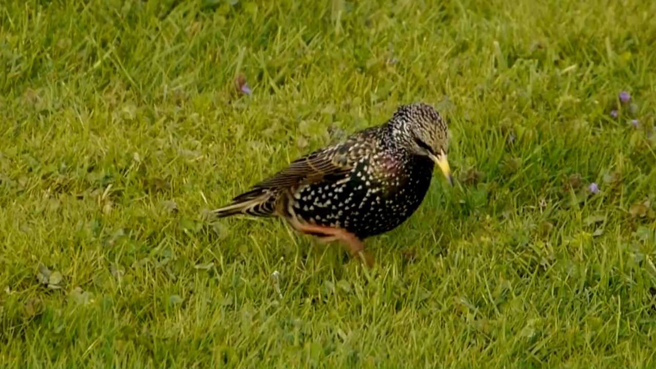 Common Starling or European Starling (Sturnus vulgaris) / Star [1 ...