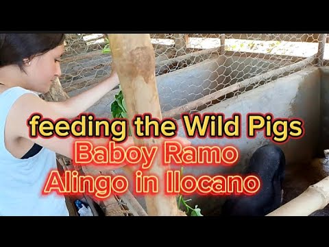 FEEDING THE WILD PIGS BABOY RAMO ALINGO ILOCANO #trending #animals # ...