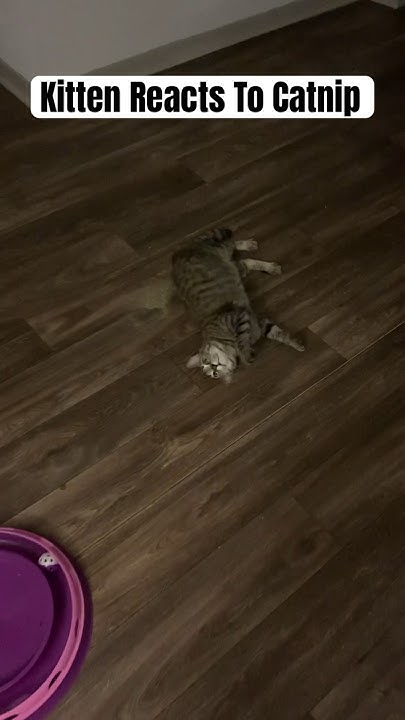 Kitten reacts to catnip #cats #kitten #catnip #funny #shorts #pets #cutecat #tabbycat #silly ...