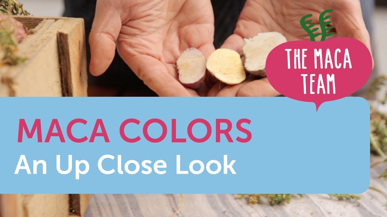 Maca Colors: A Closer Look At The Differences - YouTube