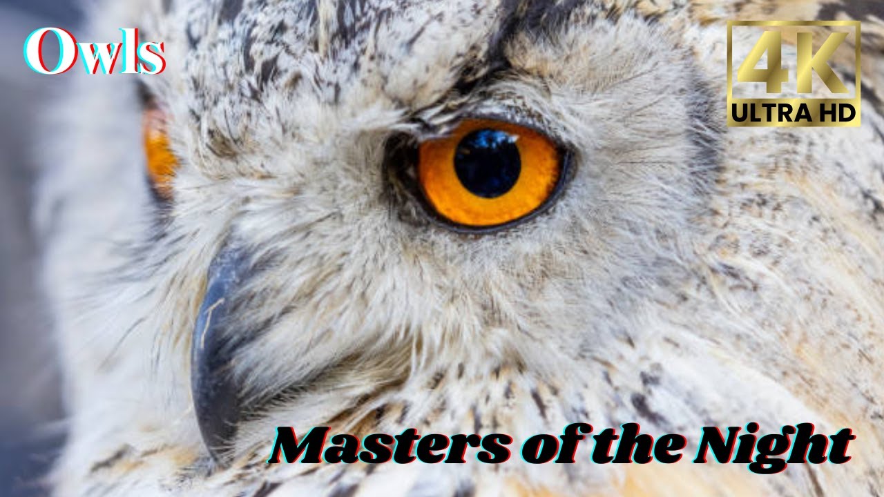 Owls: Masters of the Night | Full Documentary on the World’s Silent Hunters. - YouTube