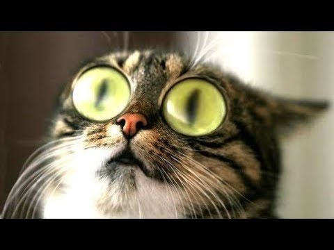 hayvan komik - hayvan komik videoları
