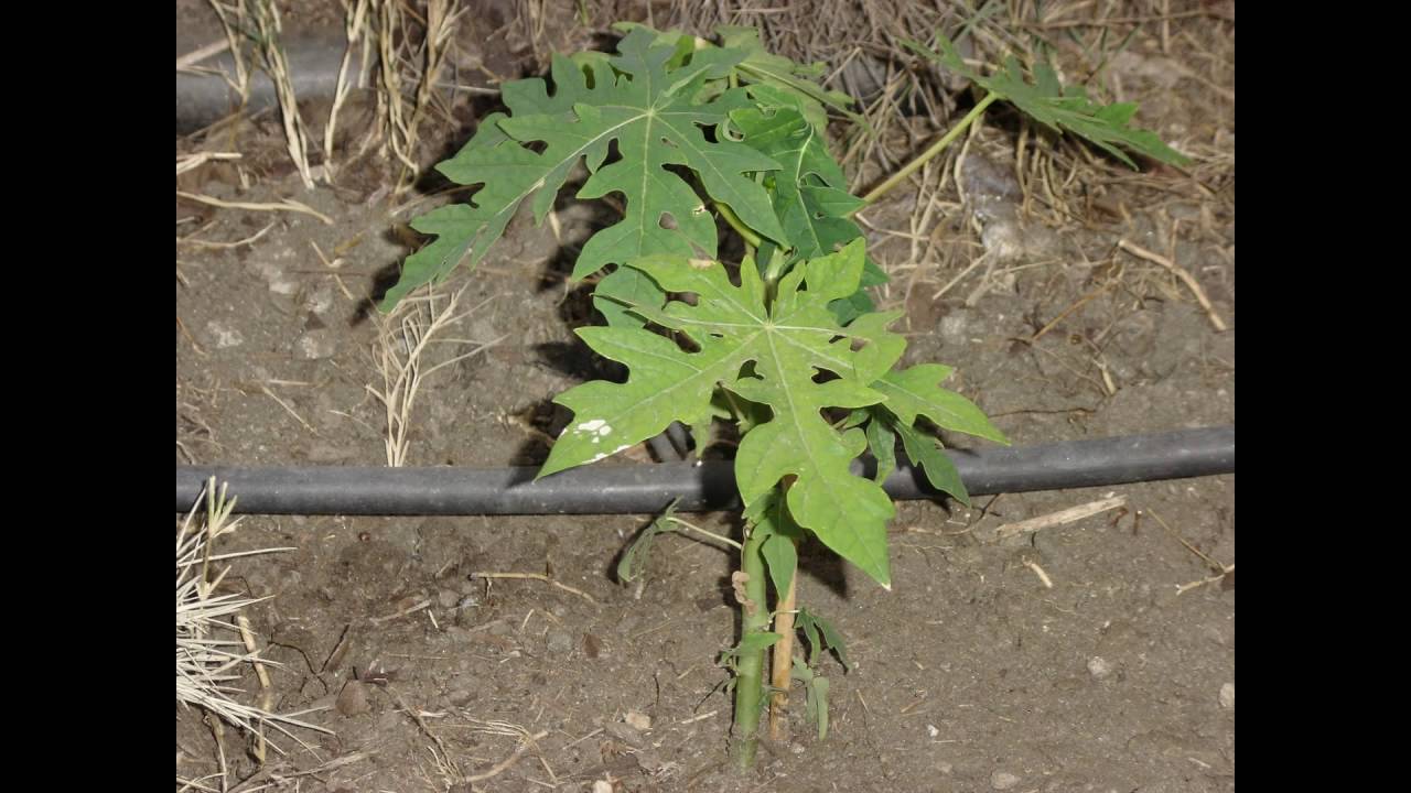 Como Sembrar Lechosa - YouTube