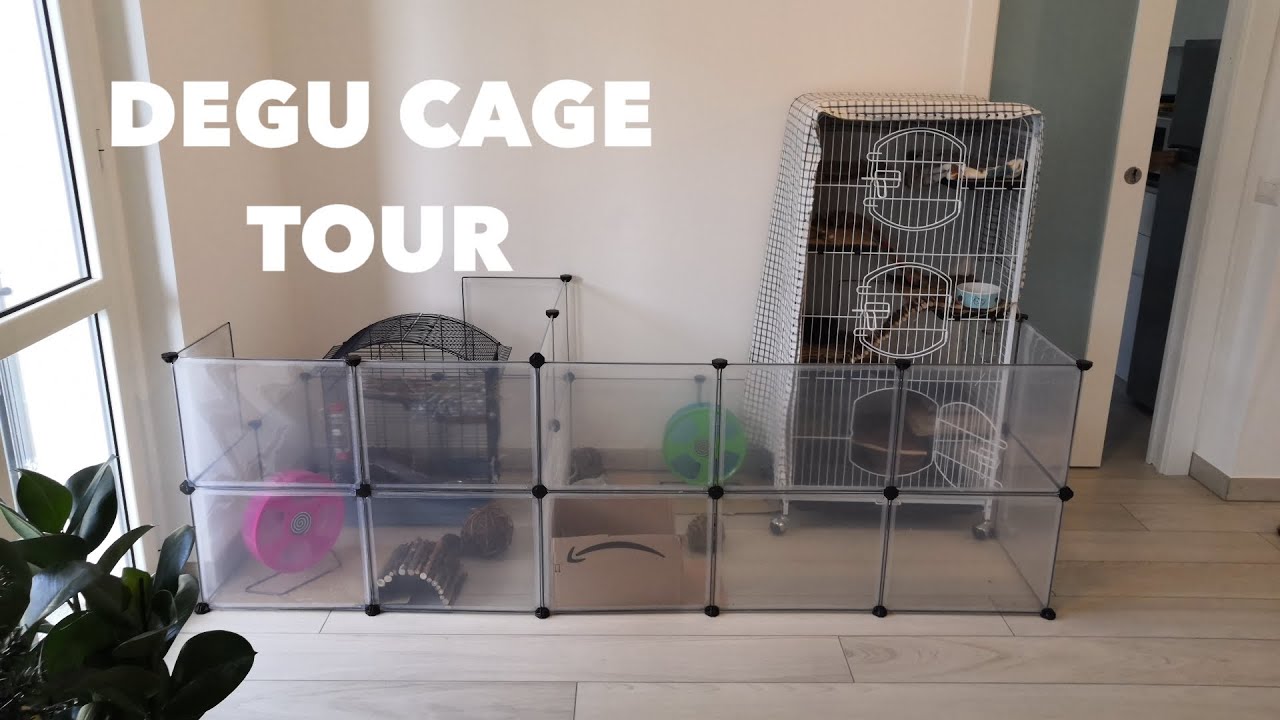 DEGU CAGE TOUR! - YouTube