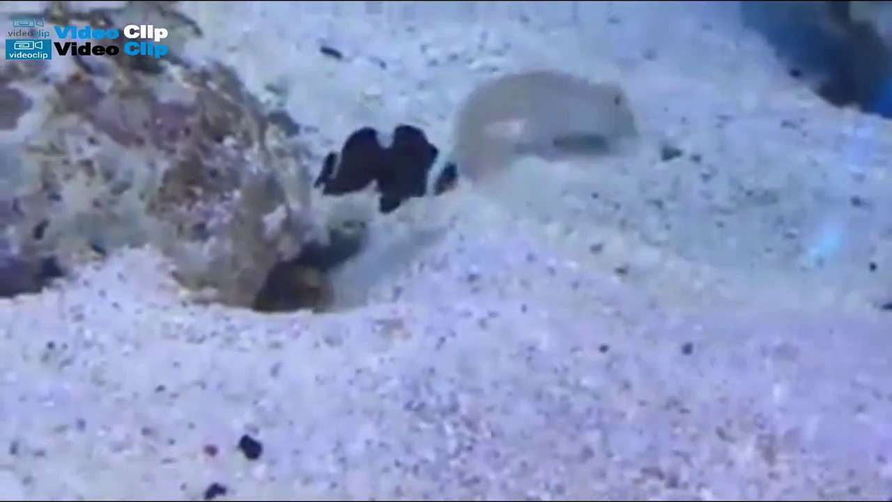 Annoying fish - YouTube