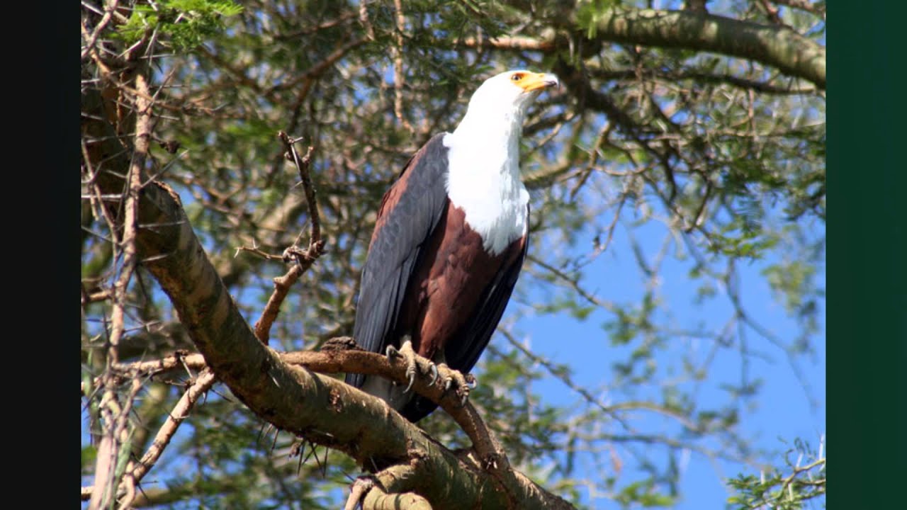 Conservation in Botswana - Full interview with Brian Jackman - YouTube