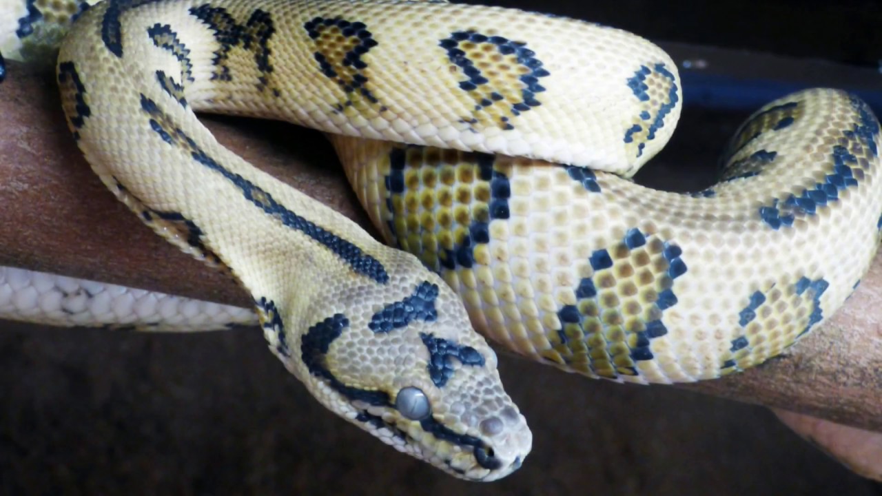 Morelia Spilota ssp Jaguar Mue - YouTube