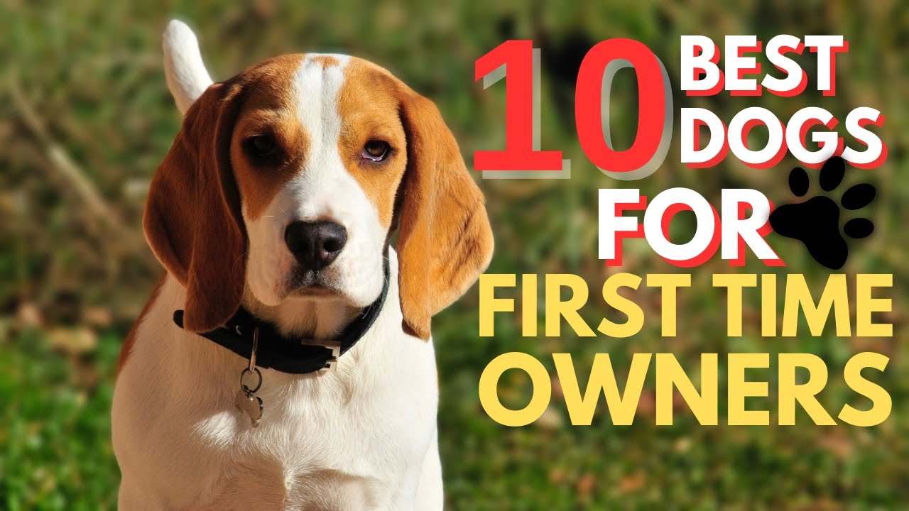 Find Out Which Dog Breed Is Perfect For YOU! | Top 10 Best Dogs Breeds ...