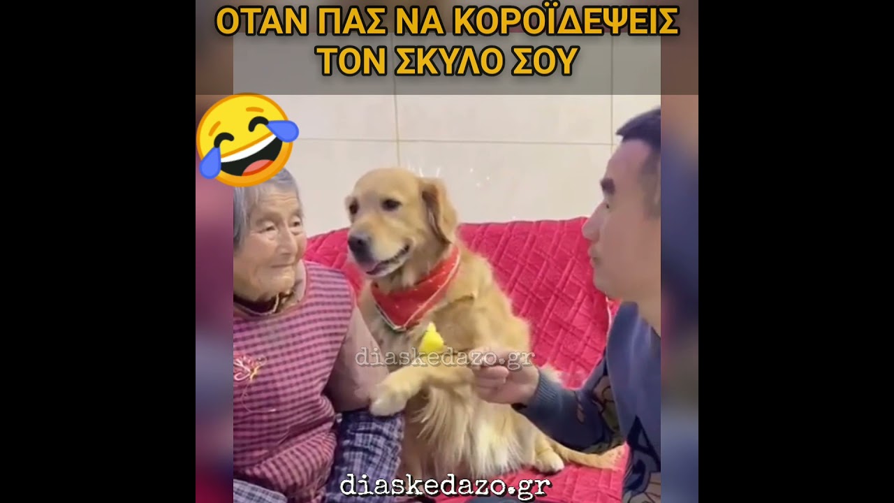 ΟΤΑΝ ΠΑΣ ΝΑ ΚΟΡΟΪΔΕΨΕΙΣ ΤΟΝ ΣΚΥΛΟ ΣΟΥ😂😂😂 - YouTube