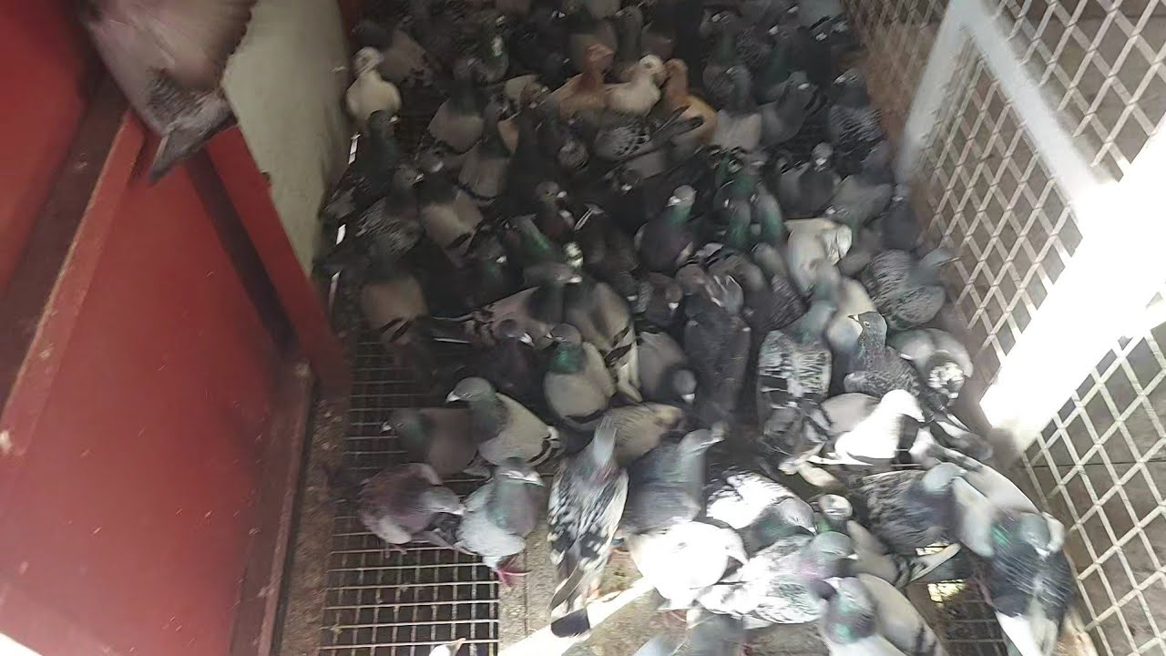 LOADING NIGHT NG PANG SOUTH BIRDS NATIN! 37 KMS FIRST TOSS SA CAVCOM ...