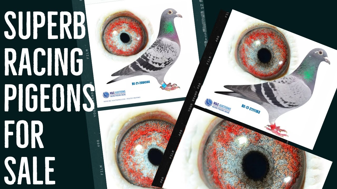 Outstanding With Strong Pedigreed Racing Pigeons For Sale In M And C ...