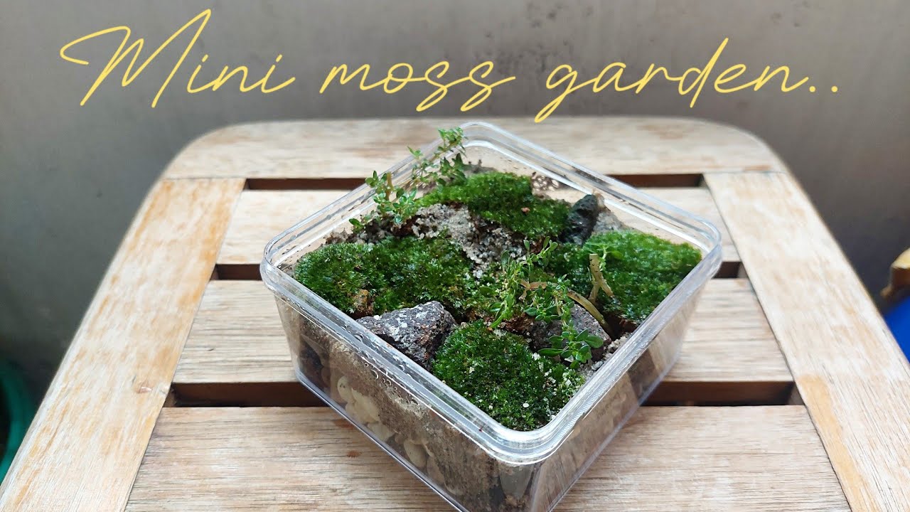 Mini moss garden.. - YouTube